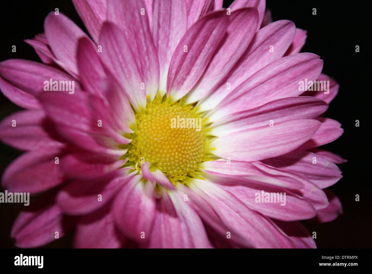 Macro pink daisy hi-res stock photography and images - Alamy