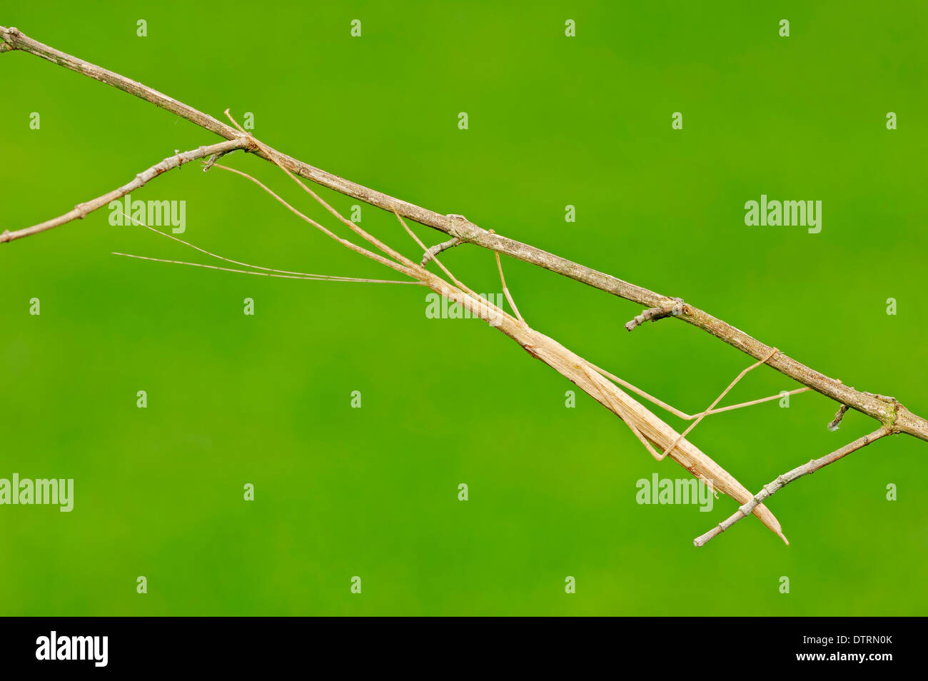 Pink-winged Stick Insect / (Sipyloidea sipylus Stock Photo - Alamy