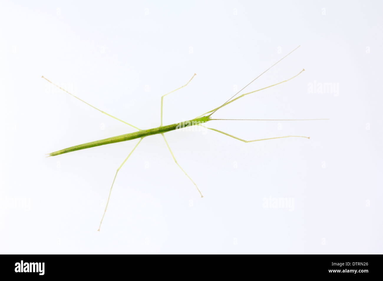 Pink-winged Stick Insect, nymph / (Sipyloidea sipylus Stock Photo - Alamy