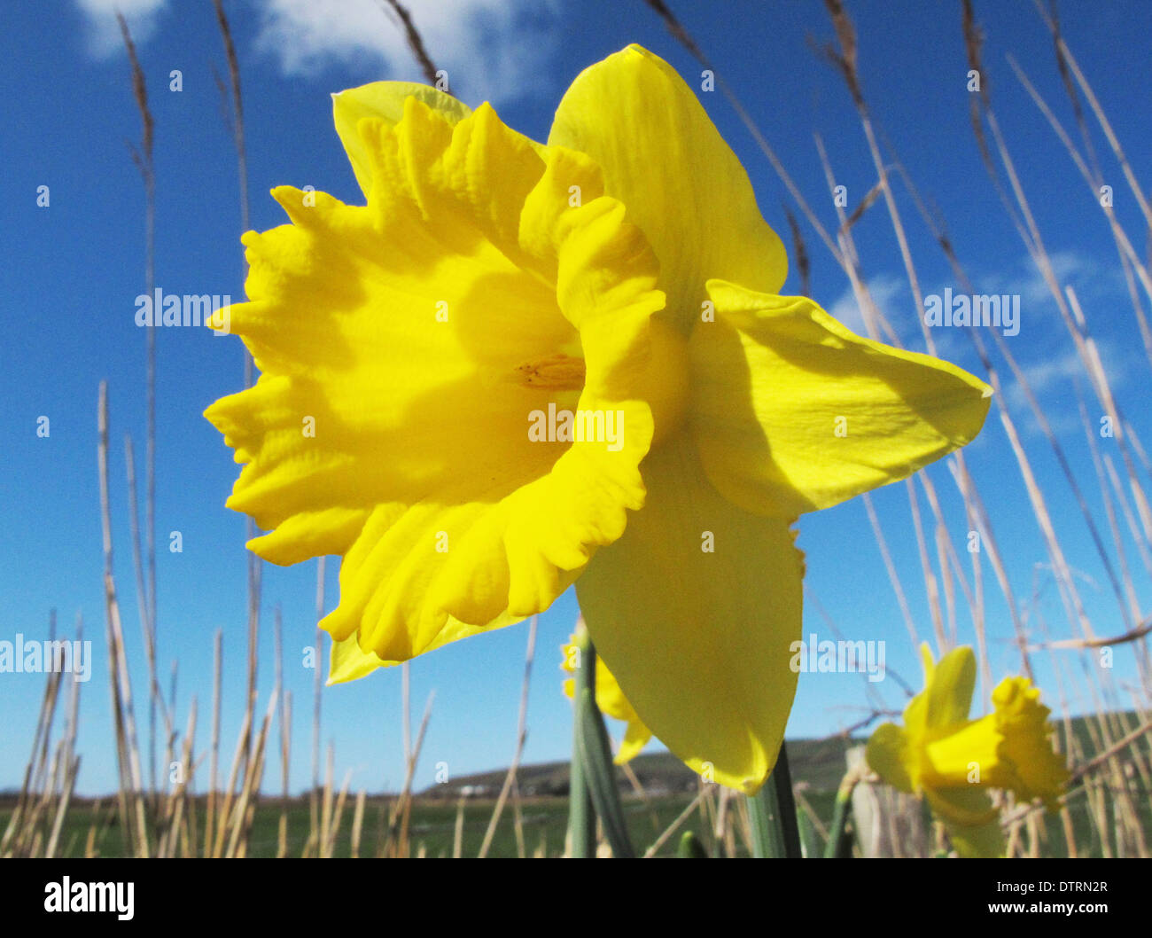 Spring Daffodils High Resolution Stock Photography and Images - Alamy