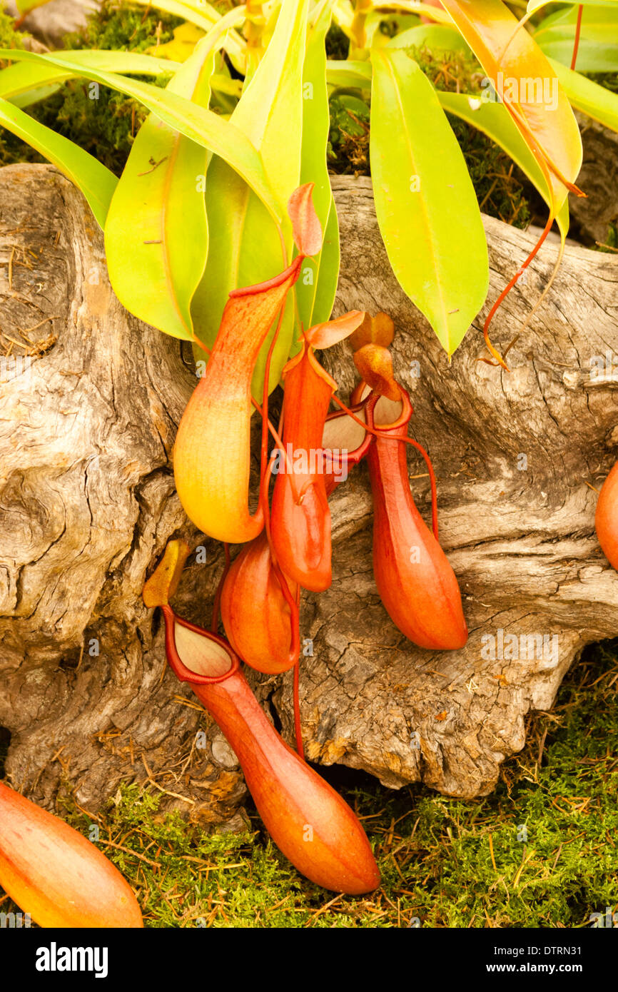Pitcher plant, Nepenthes alata, on display at the Royal Cornwall Show ...