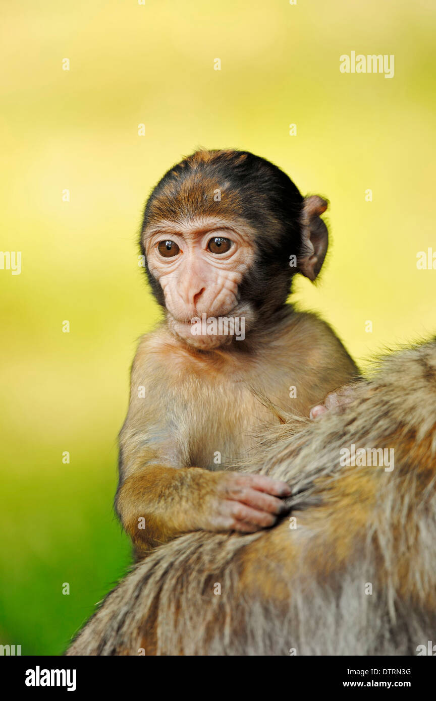 Young Barbary Monkey / (Macaca sylvanus, Macaca sylvana) / Barbary Ape ...