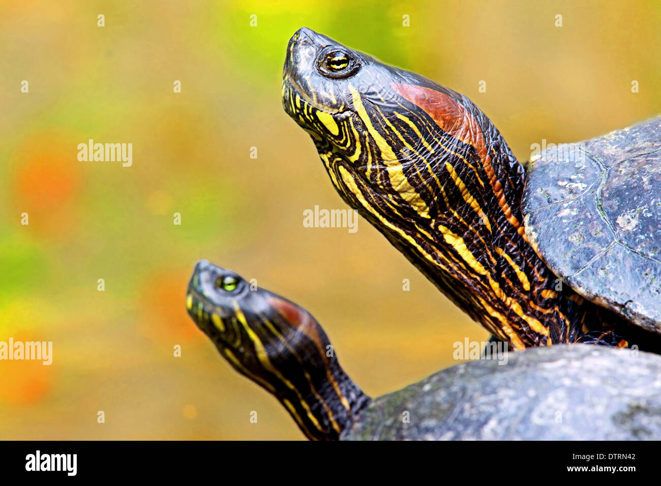 Venezuelan slider turtle (Trachemys callirostris chichiriviche ...