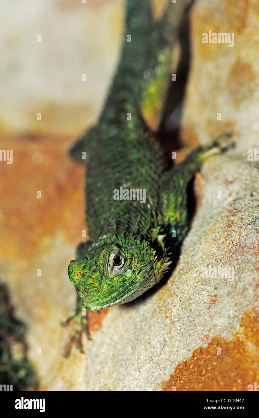Green Spiny Lizard, female / (Sceloporus malachiticus) / Emerald Swift ...