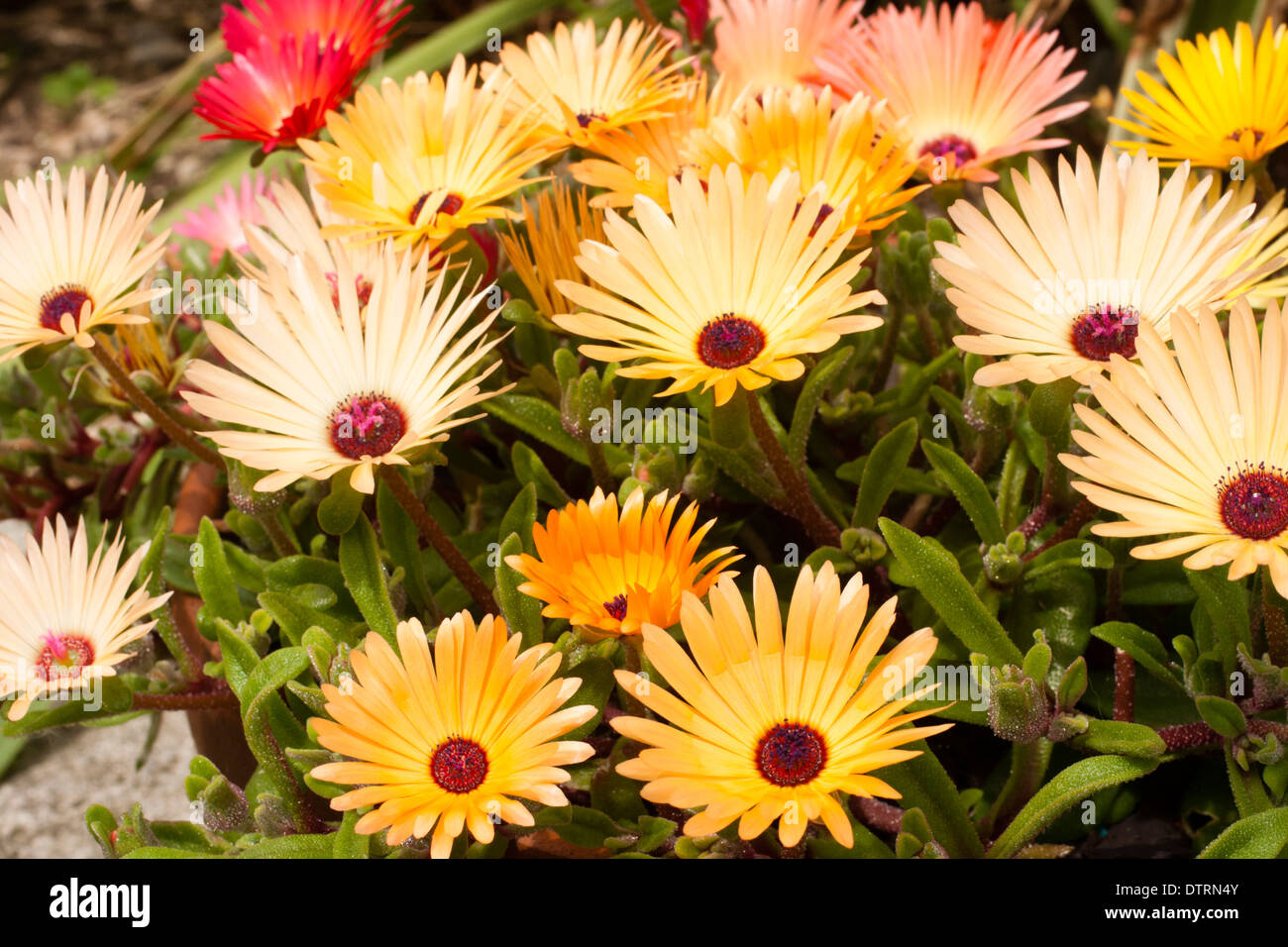 Colourful annual ice plants, Mesembryanthemum hybrids. opening their ...