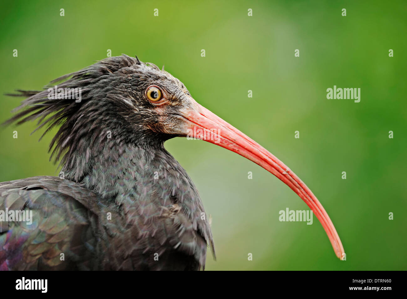 Hermit Ibis / (Geronticus eremita Stock Photo - Alamy