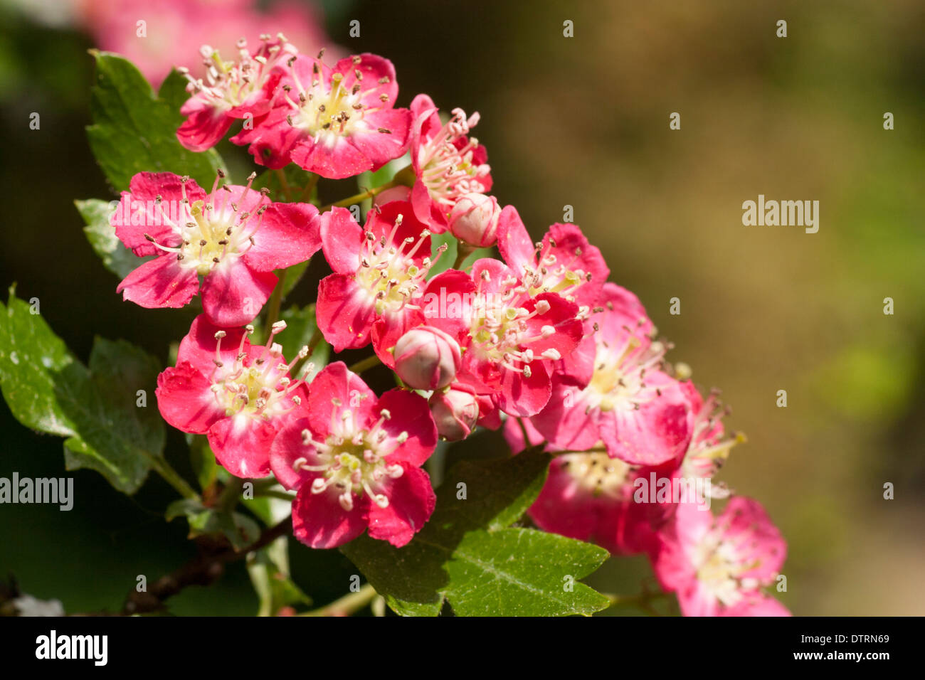 Hawthorn crimson cloud hi-res stock photography and images - Alamy