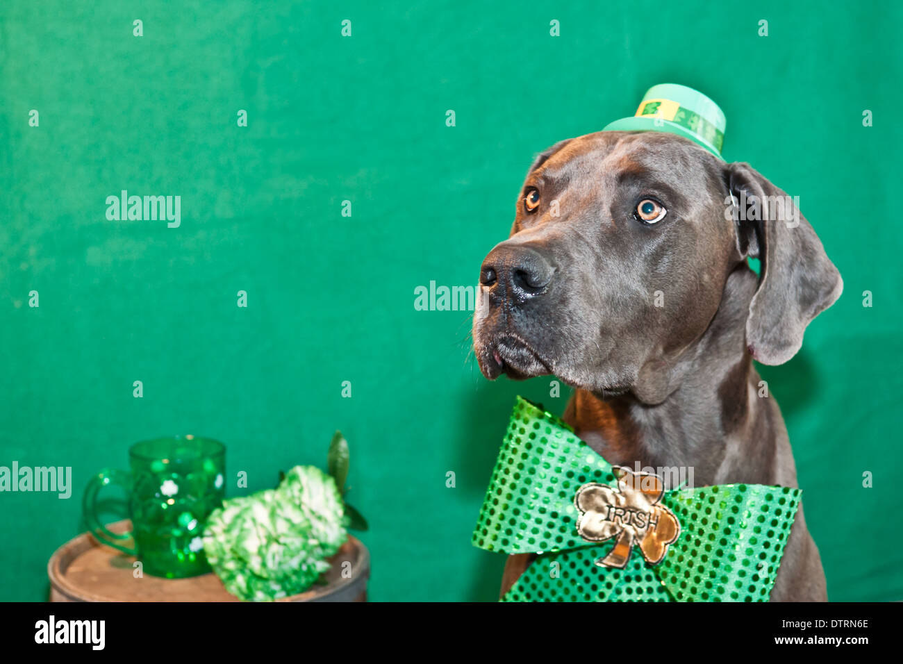 St. Patrick's Day Dog Stock Photo - Alamy