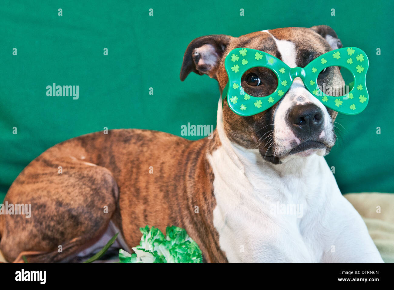St. Patrick's Day Dog Stock Photo - Alamy