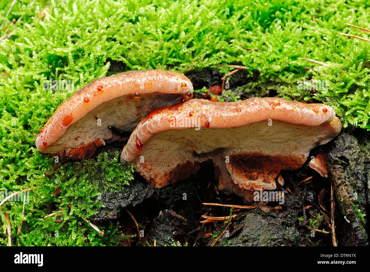 Resinous Polypore, Netherlands / (Ischnoderma resinosum Stock Photo - Alamy