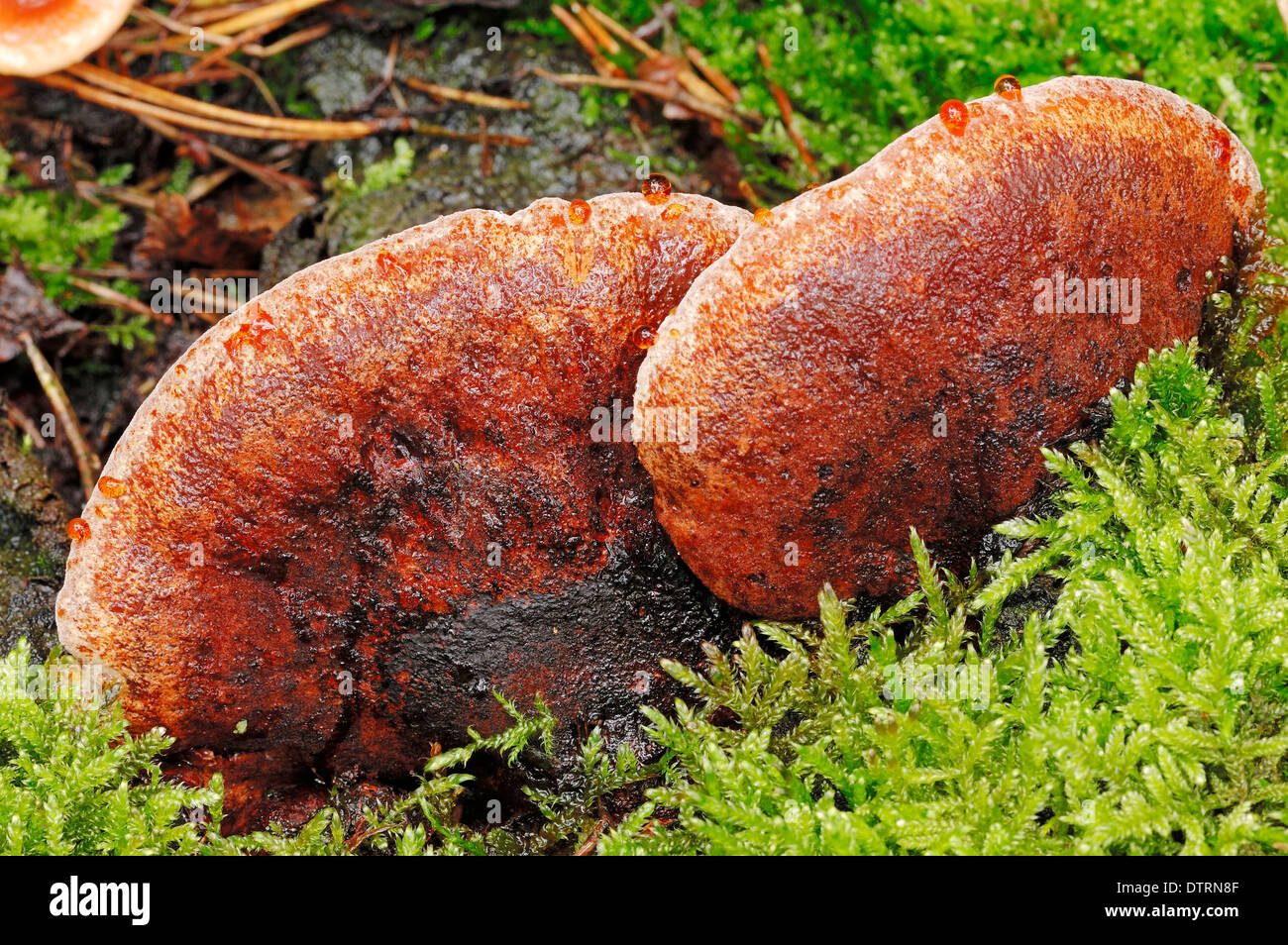 Resinous Polypore, Netherlands / (Ischnoderma resinosum Stock Photo - Alamy