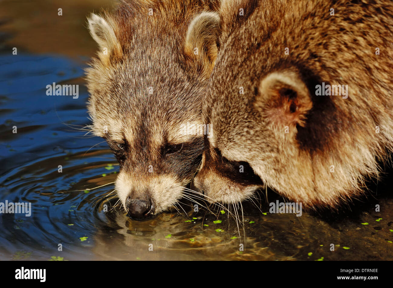 Raccoon drinking hi-res stock photography and images - Alamy