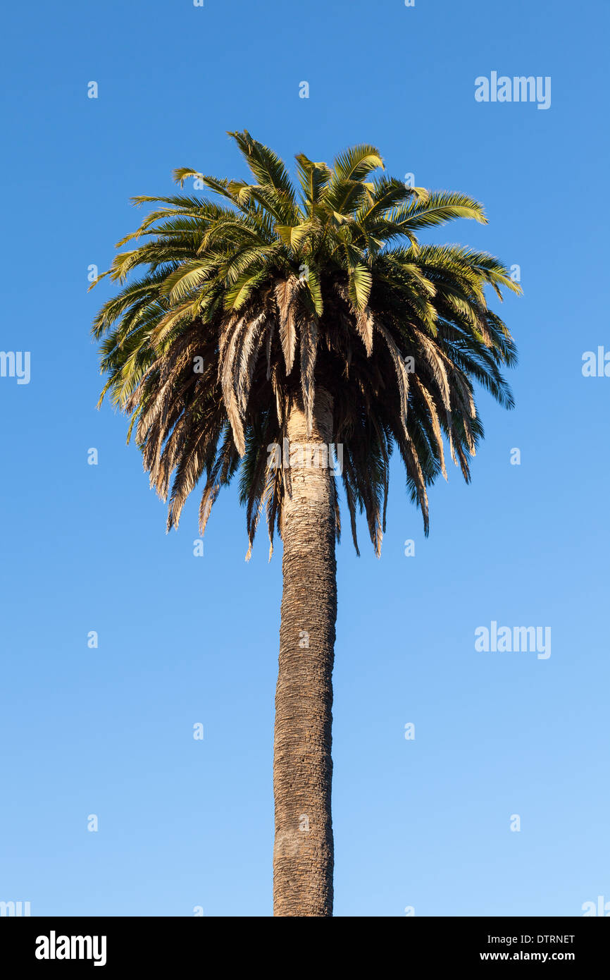 Dry palm branch hi-res stock photography and images - Alamy