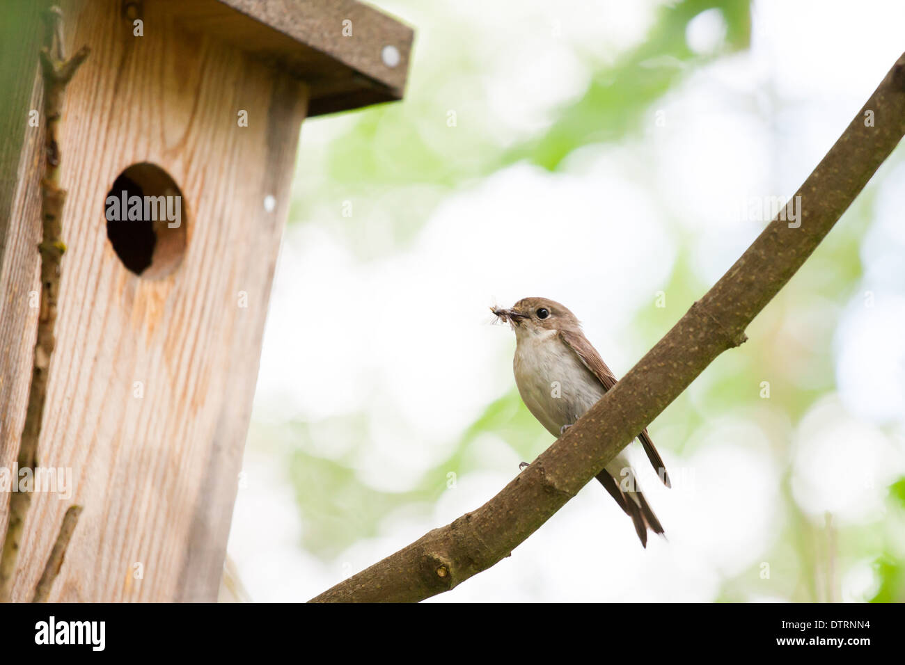 Small bird with food in front of bird home Stock Photo - Alamy