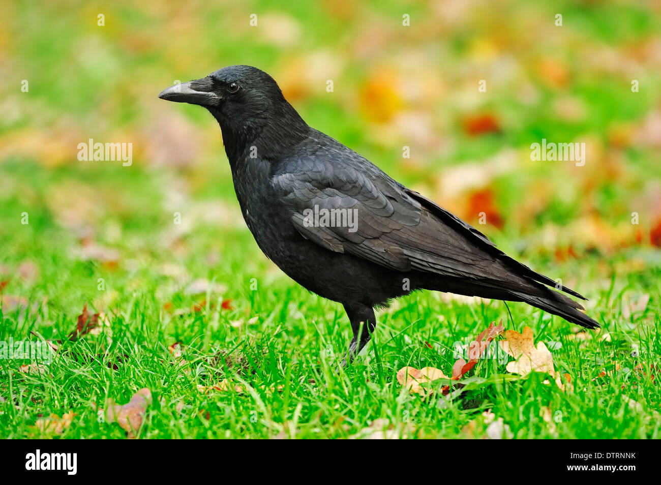 Carrion Crow, North Rhine-Westphalia, Germany / (Corvus corone corone ...