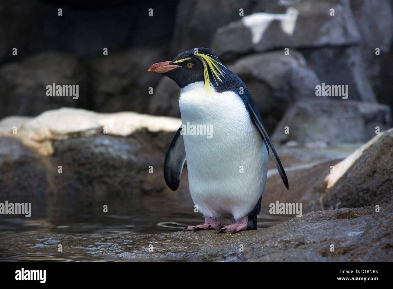 Penguin zoo habitat hi-res stock photography and images - Alamy