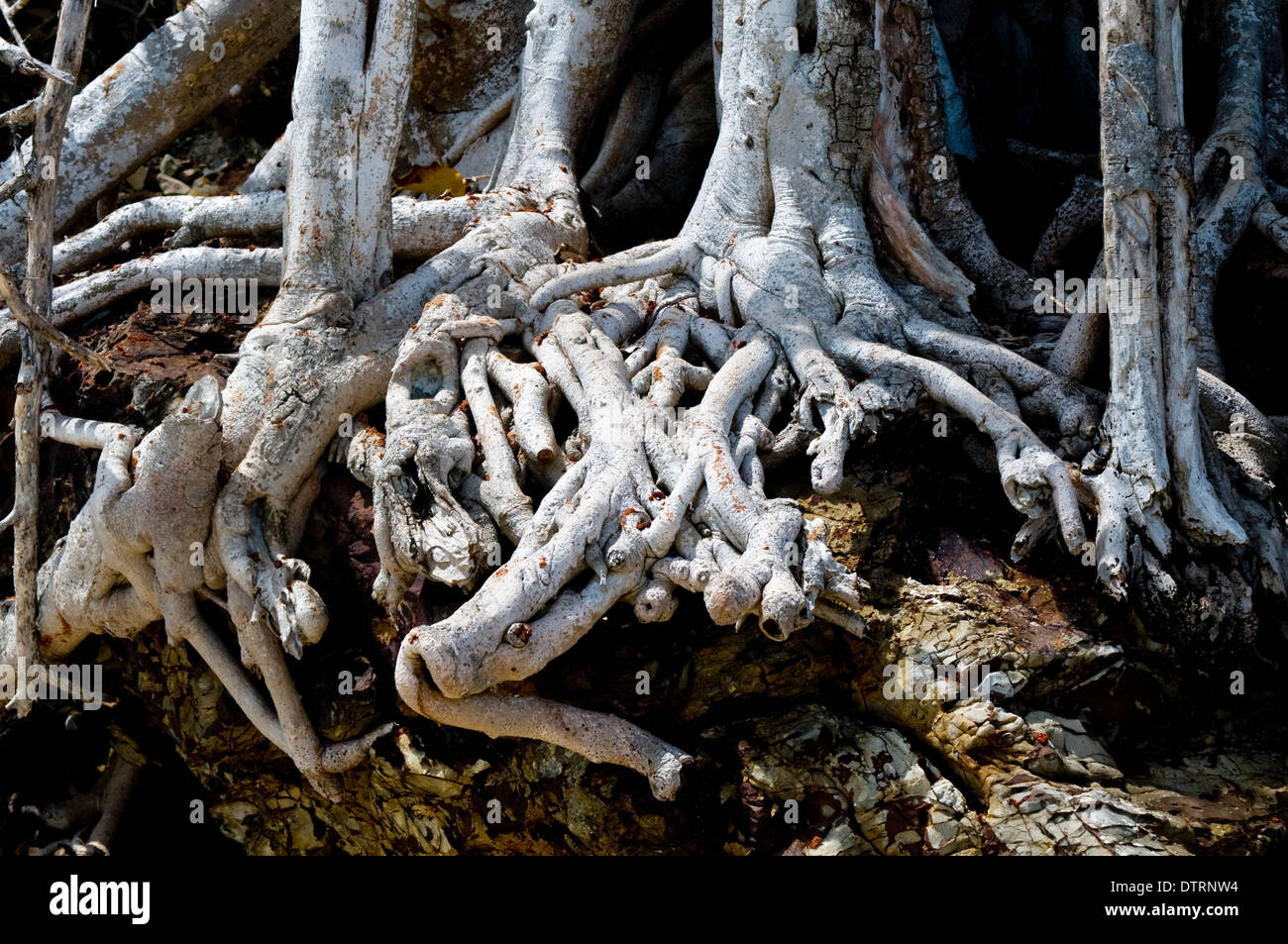 Tree Roots, Southern Thailand Stock Photo - Alamy