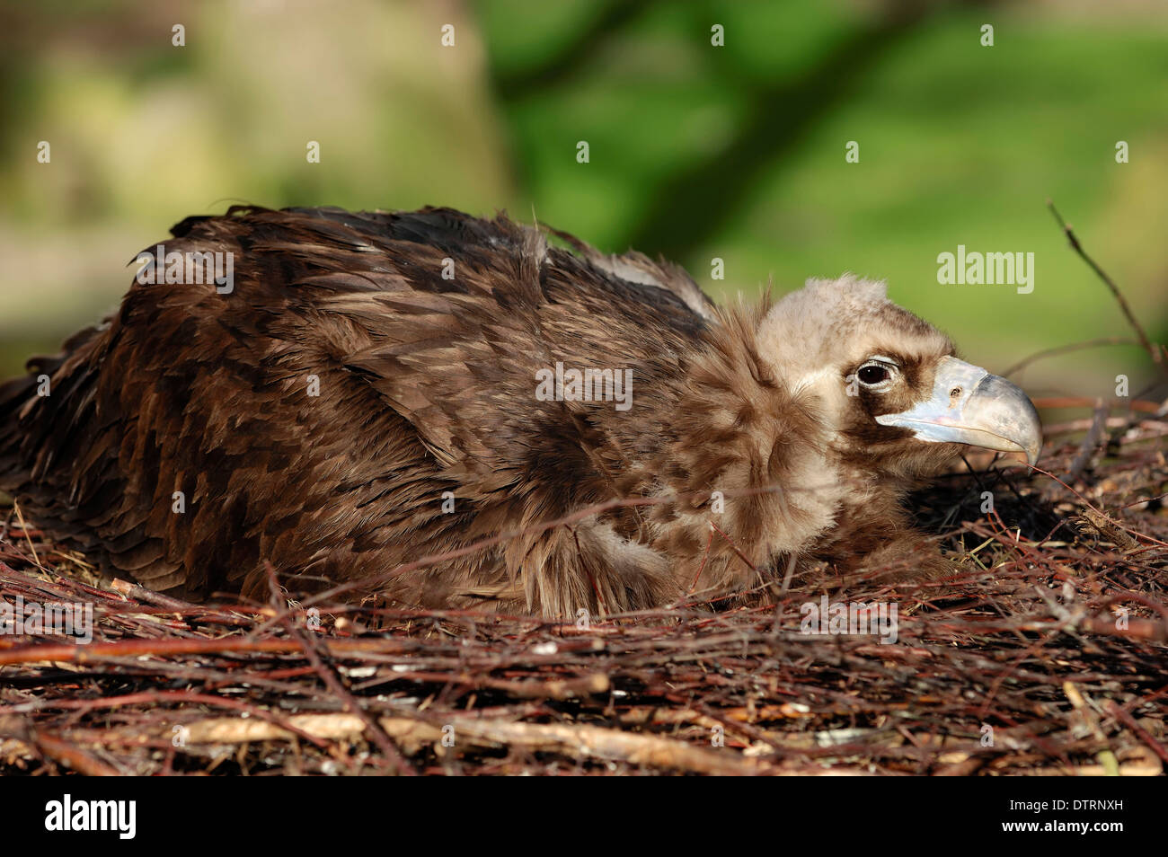 Vulture nest hi-res stock photography and images - Alamy