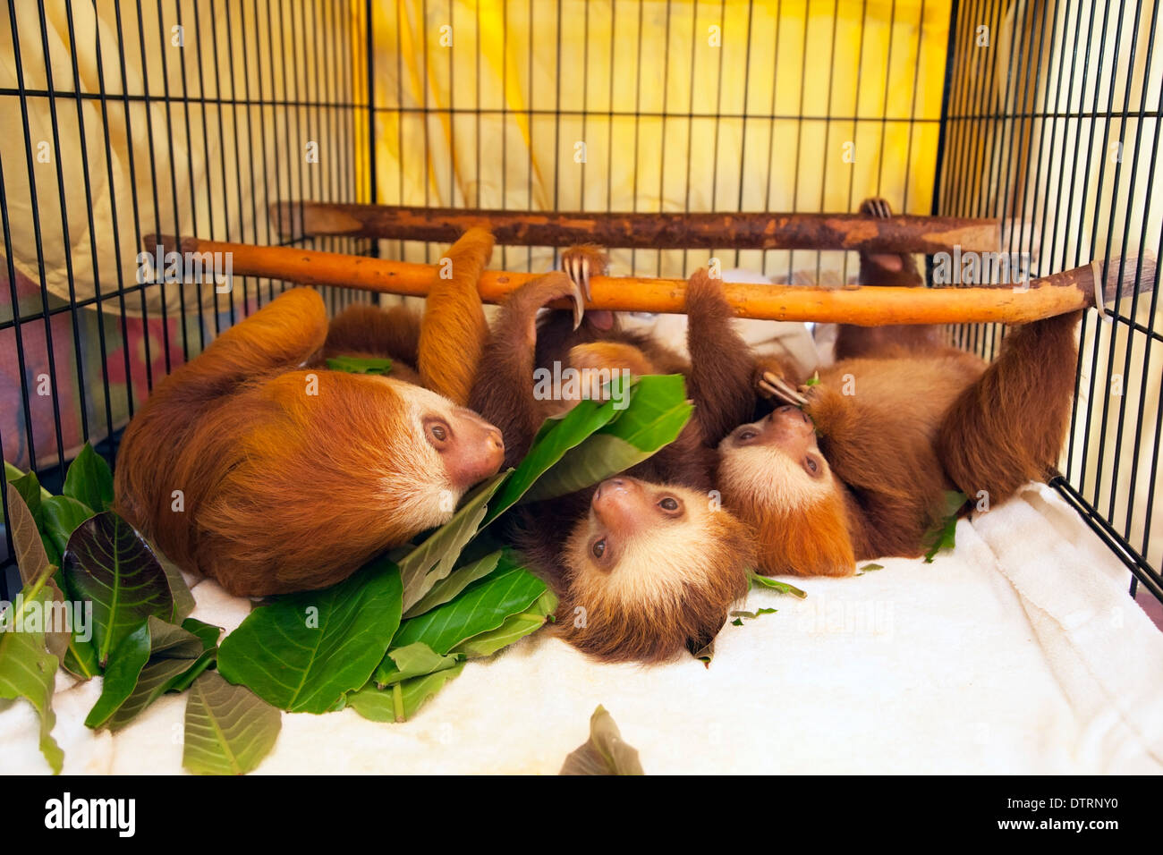 Baby orphaned Hoffmann's Two-toed Sloths (Choloepus hoffmanni) feeding ...
