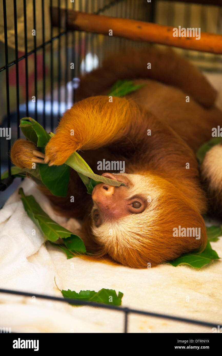 Sloth Eating Leaves