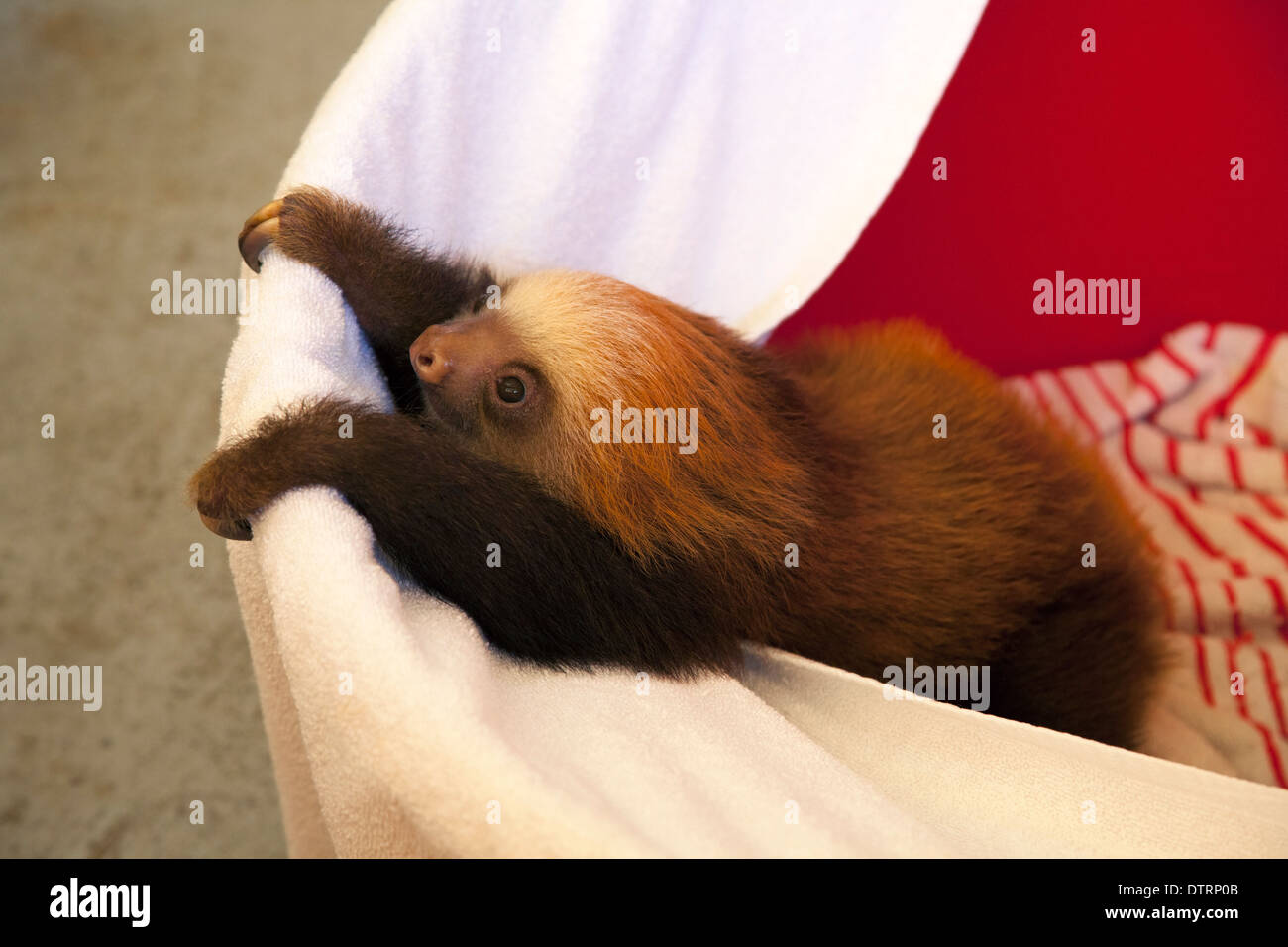 Sloth in bucket hi-res stock photography and images - Alamy