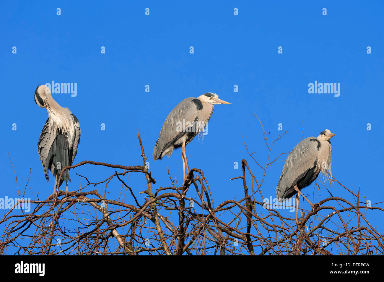 Grey Herons, North Rhine-Westphalia, Germany / (Ardea cinerea Stock ...
