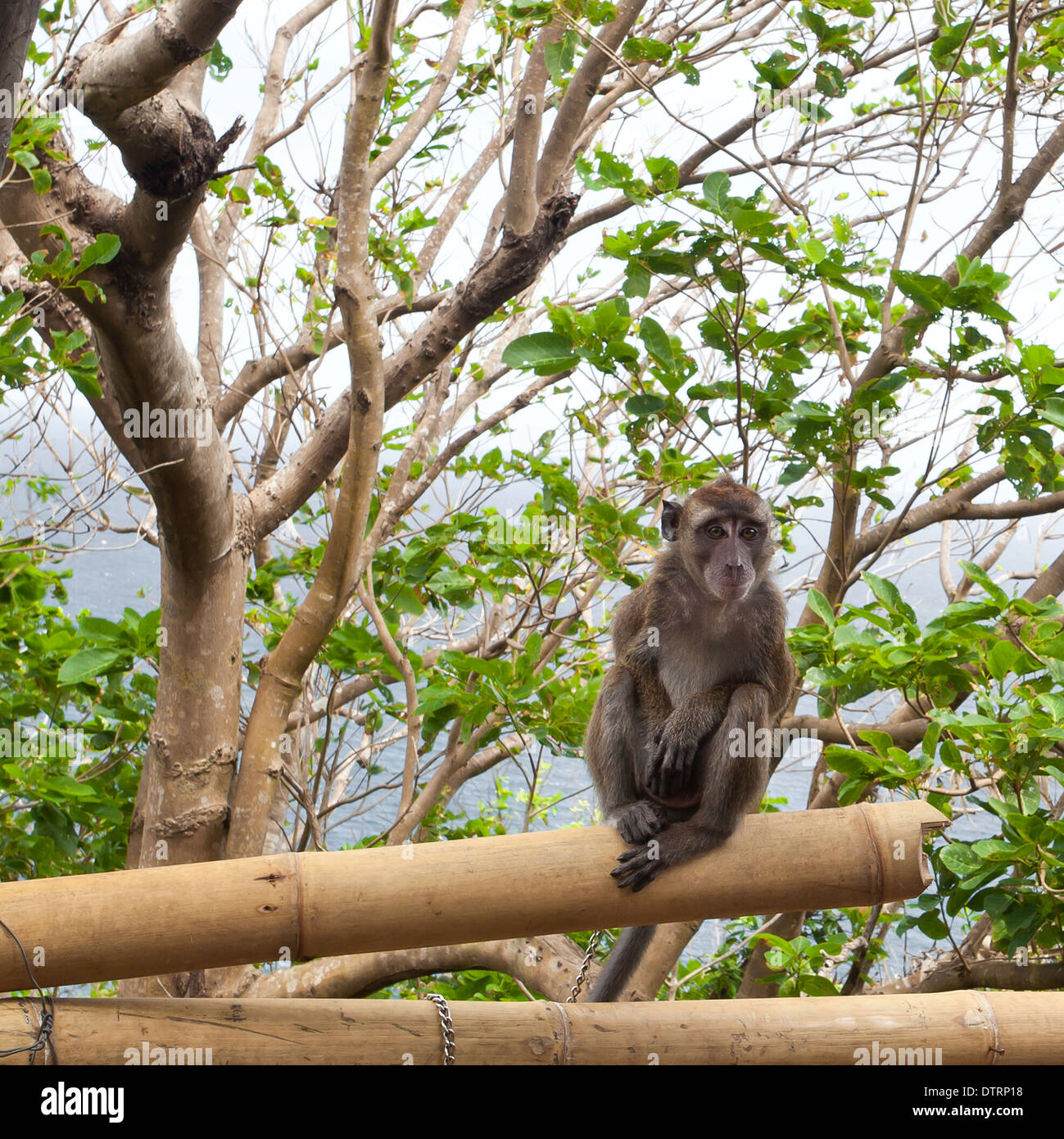 Tree and fauna hi-res stock photography and images - Alamy