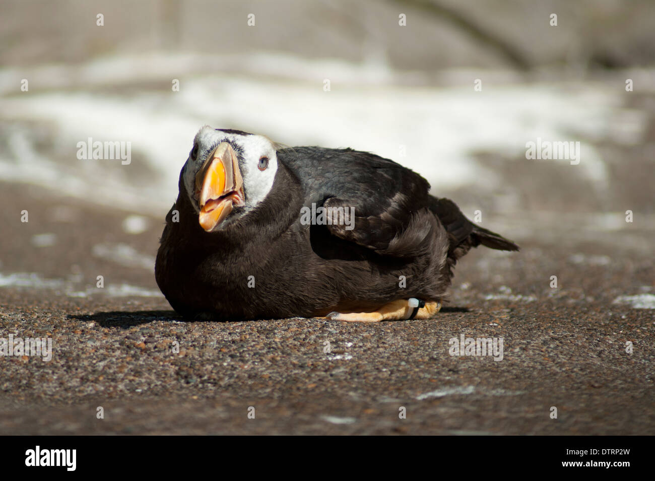 Pacific puffin hi-res stock photography and images - Alamy