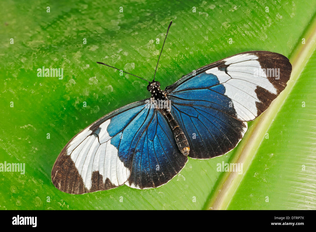 Cydno Longwing / (Heliconius cydno Stock Photo - Alamy