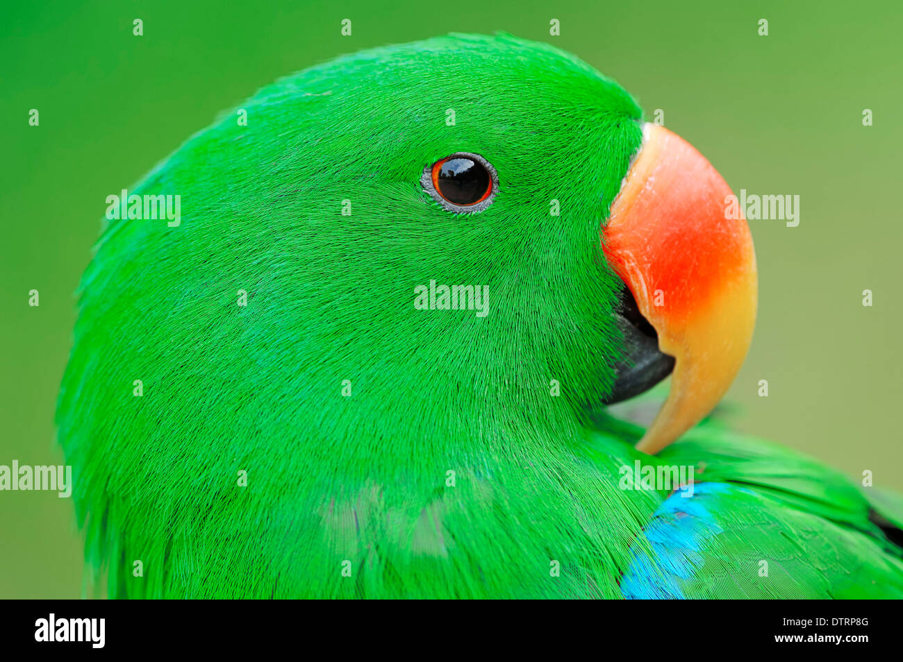 New Guinea Red-sided Eclectus Parrot, male / (Eclectus roratus ...