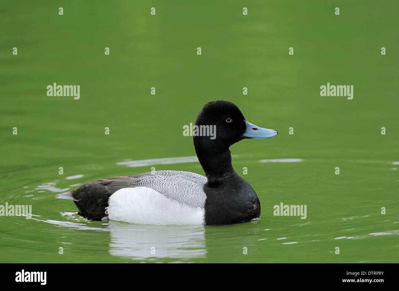 Bird duck male scaup aythya swimming europe hi-res stock photography ...