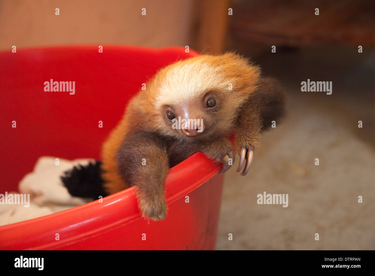 Baby orphan Hoffmann's two-toed sloth (Choloepus hoffmanni) climbing on ...