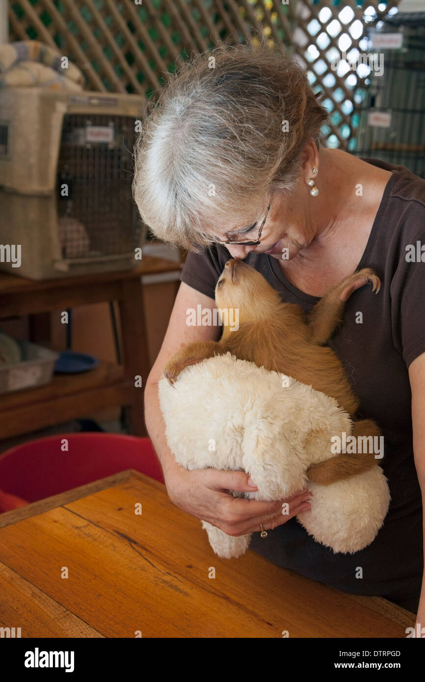 Sanctuary owner holding baby orphan Hoffmann's Two-toed Sloth ...