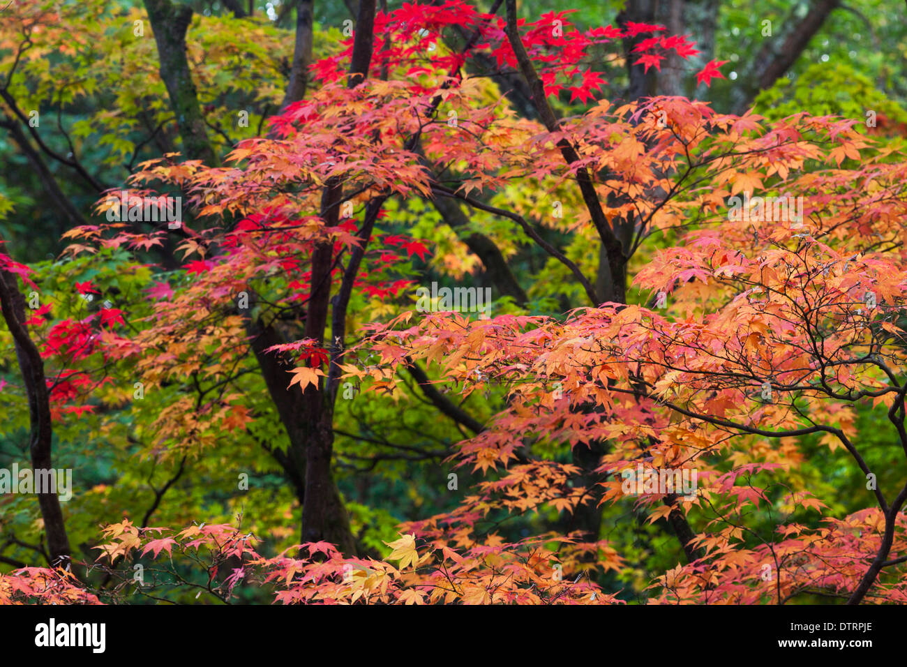 Lisvane and wales hi-res stock photography and images - Alamy