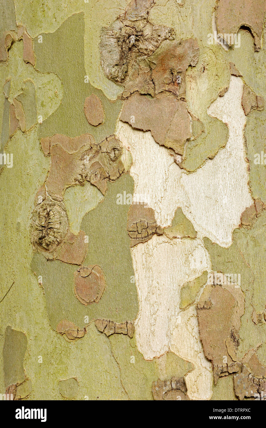 Plane tree bark france hi-res stock photography and images - Alamy