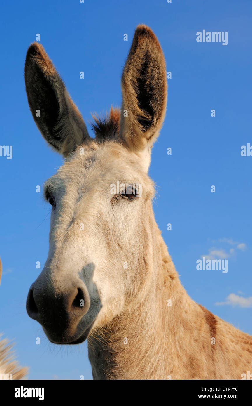 Domestic Donkey / (Equus asinus Stock Photo - Alamy