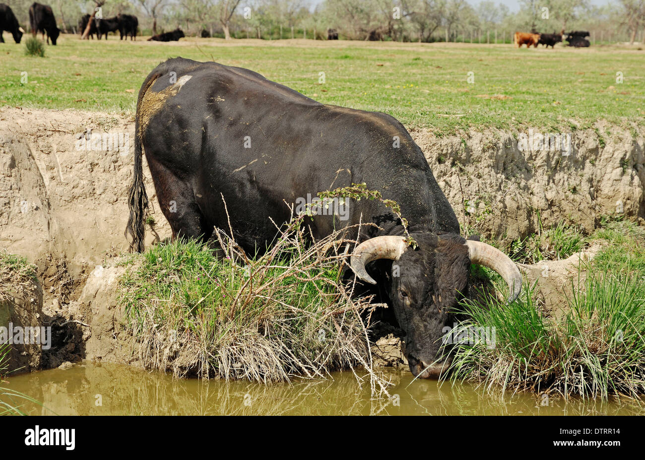 Spanish Cattle, bull, Camargue, Provence, Southern France Stock Photo ...