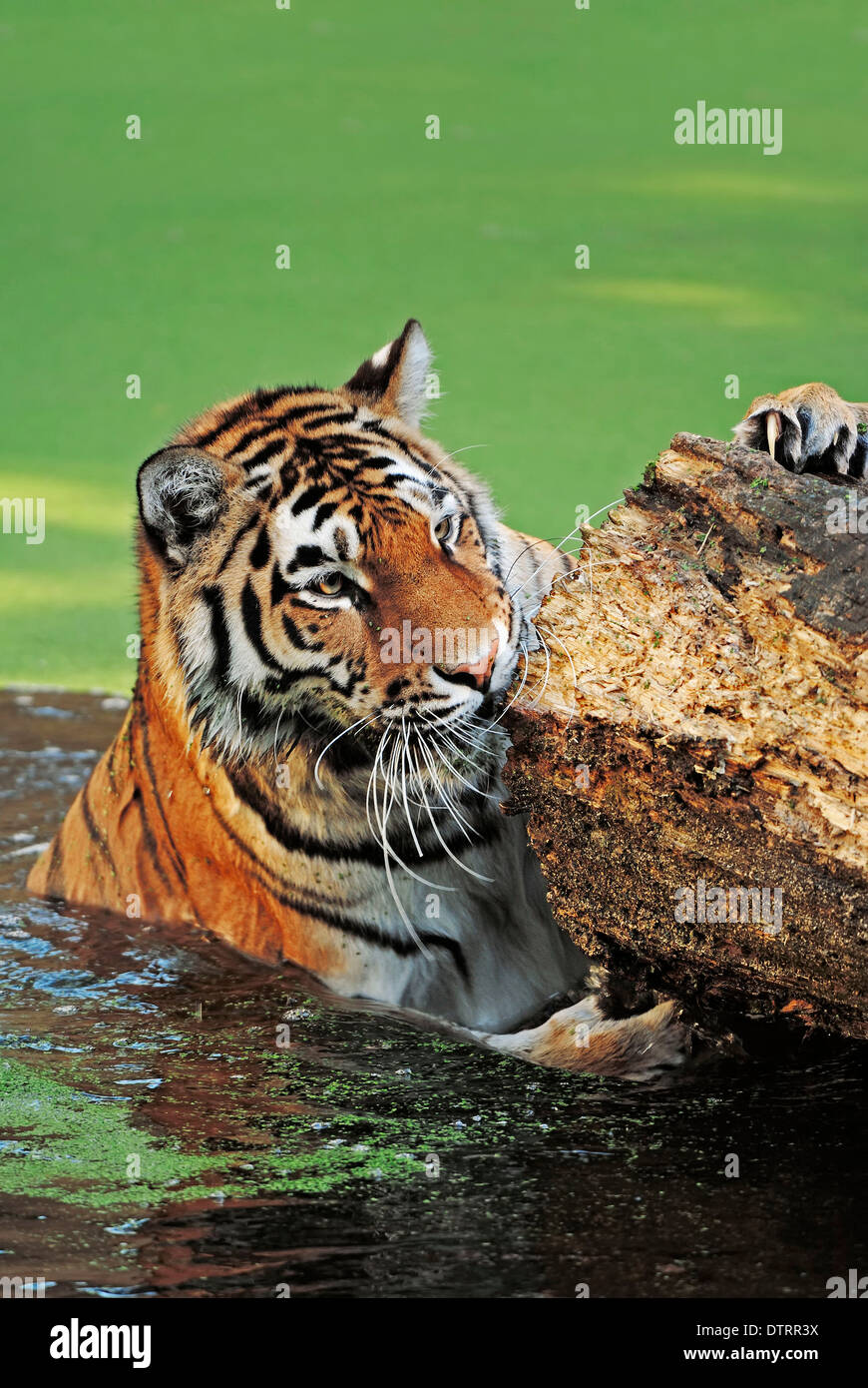 Siberian Tiger in water / (Panthera tigris altaica Stock Photo - Alamy