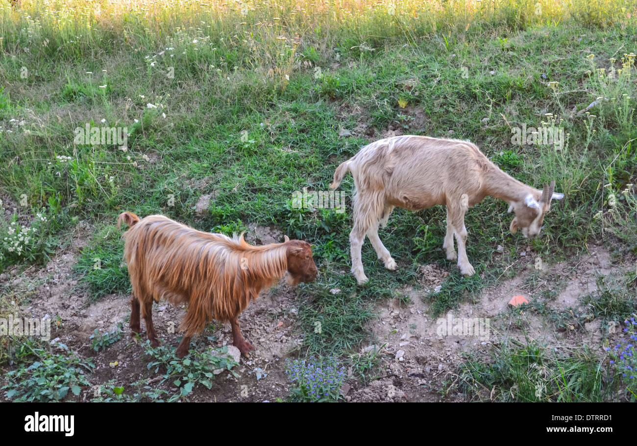 Domestic goats (Capra aegagrus hircus Stock Photo - Alamy