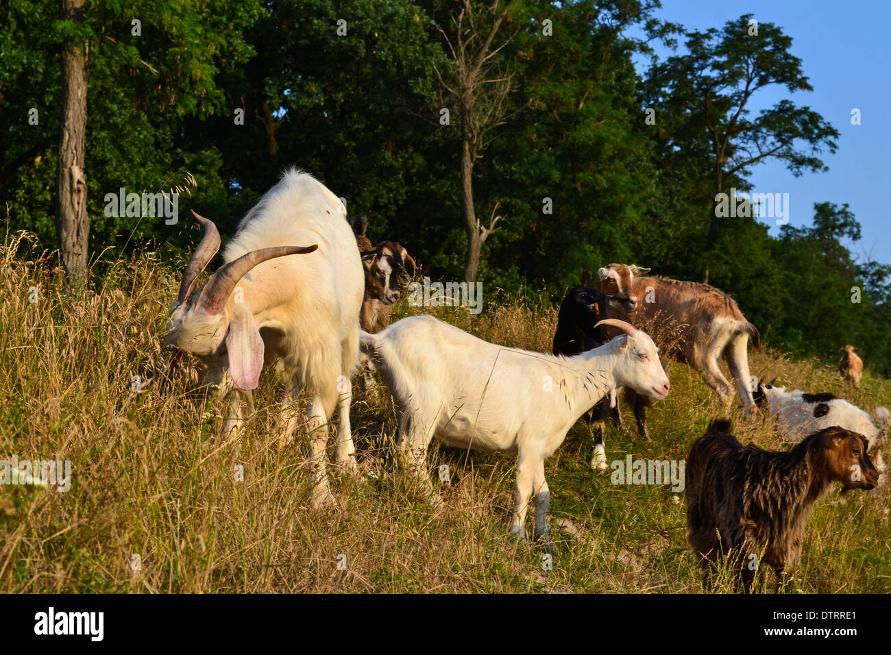 Domestic goats (Capra aegagrus hircus Stock Photo - Alamy