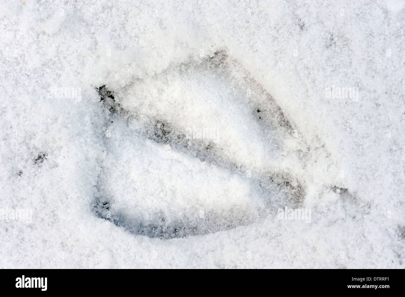 Footprint in snow hi-res stock photography and images - Alamy
