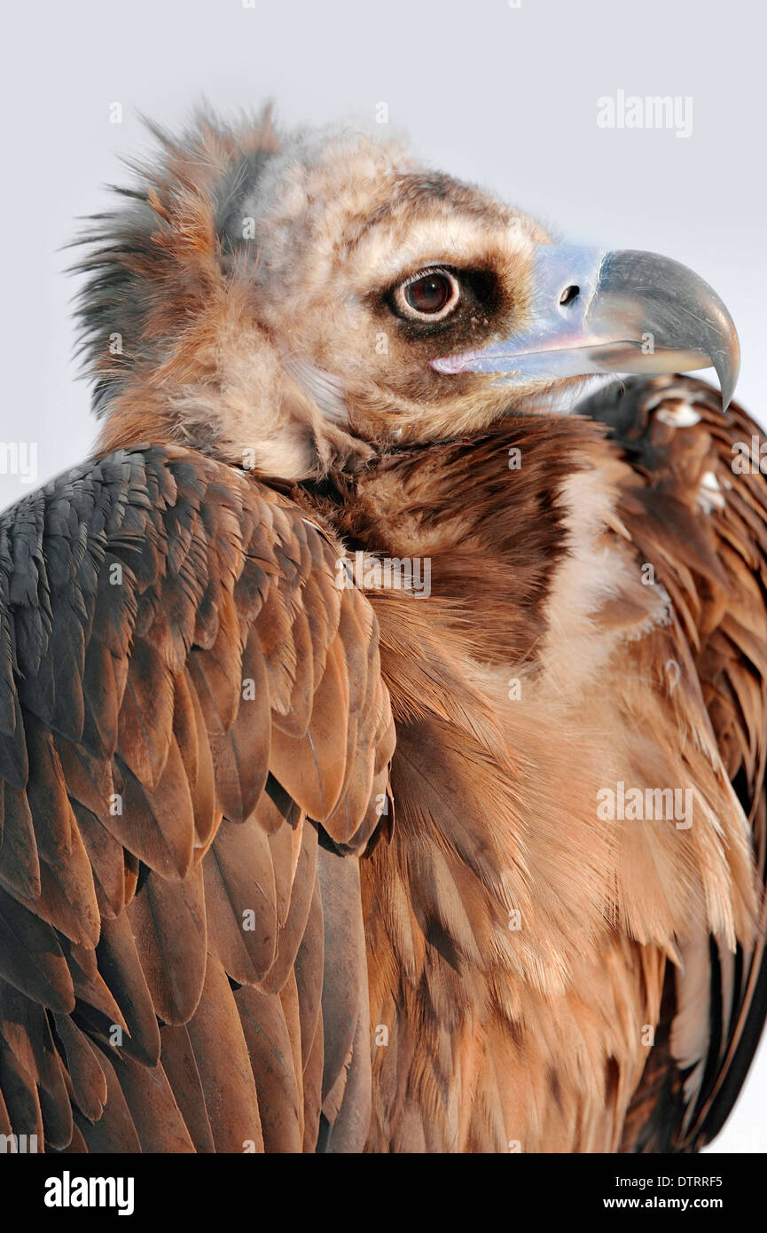 European black vulture hi-res stock photography and images - Alamy