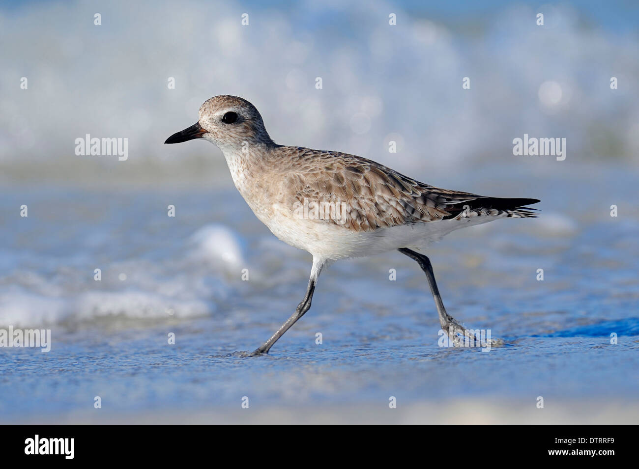 Black-bellied Plover in winter plumage, Sanibel Island, Florida, USA ...