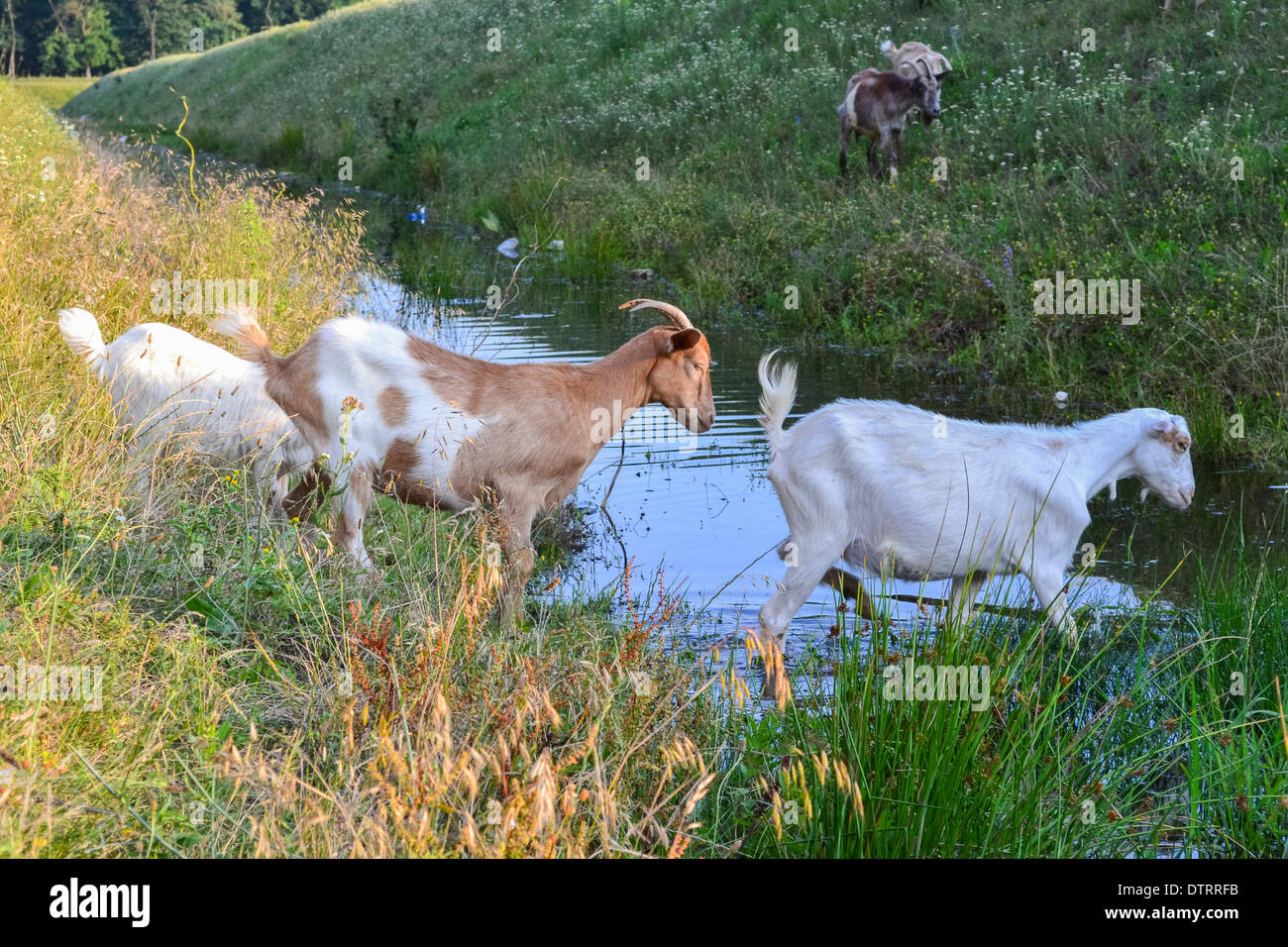 Domestic goats (Capra aegagrus hircus Stock Photo - Alamy