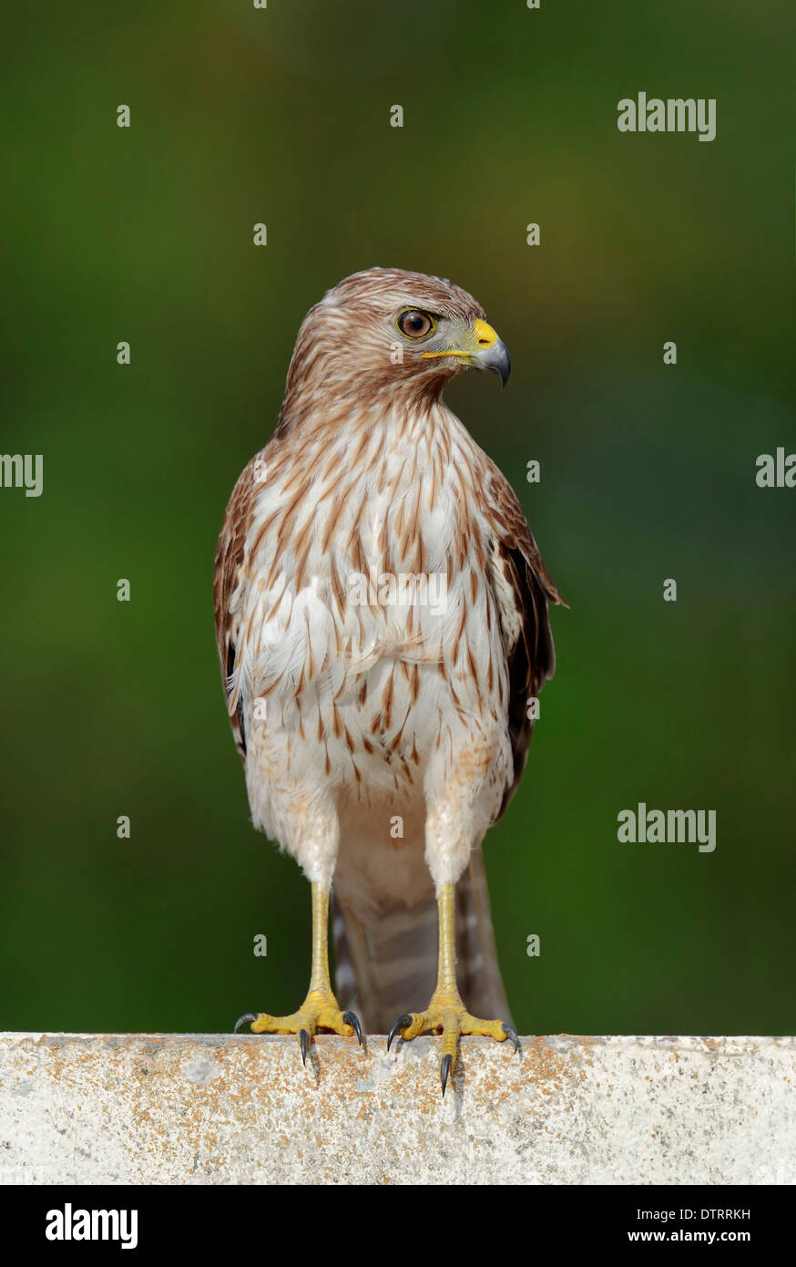 Red-shouldered Hawk, juvenile, Everglades national park, Florida, USA ...