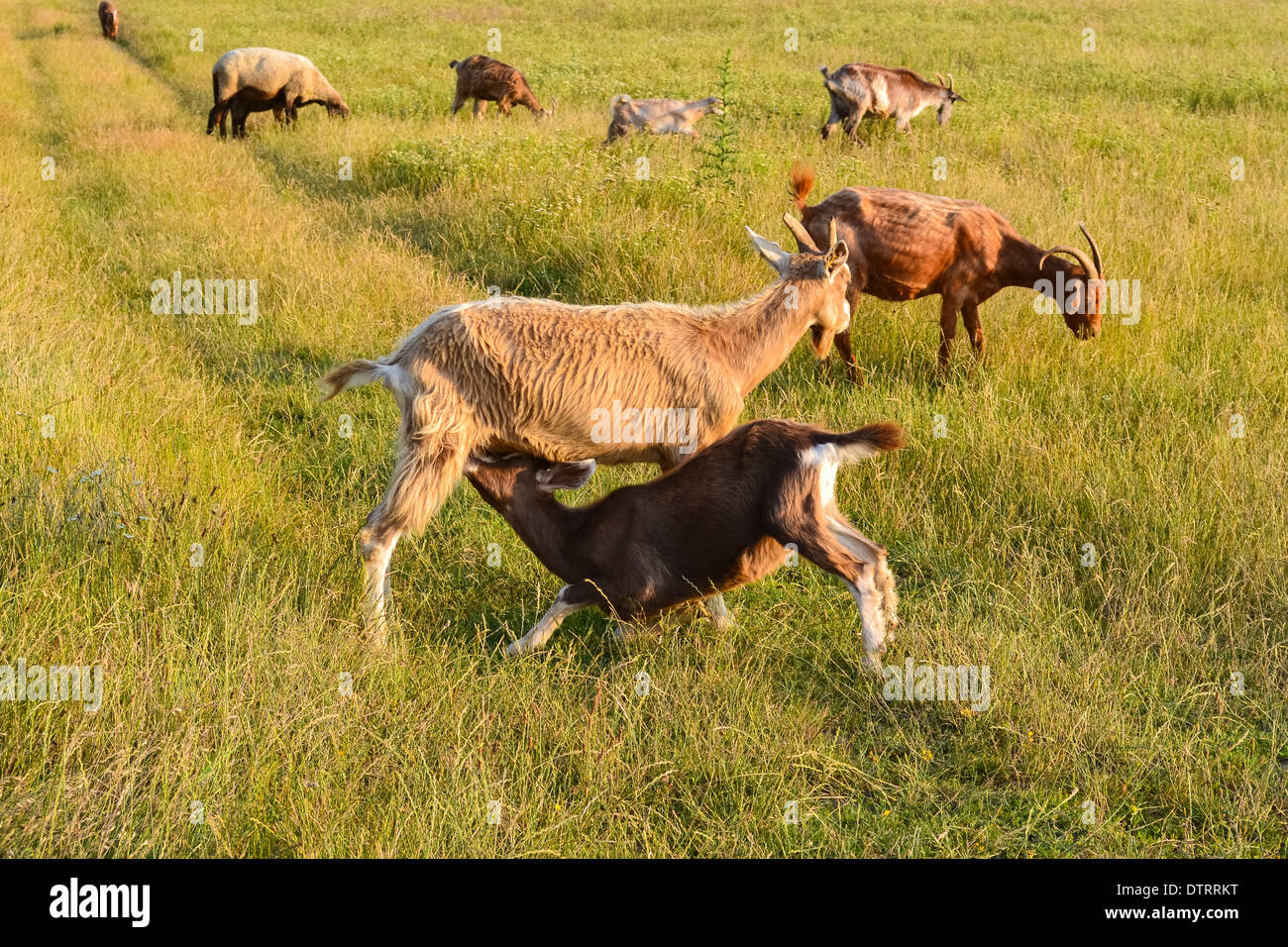 Domestic goats (Capra aegagrus hircus Stock Photo - Alamy