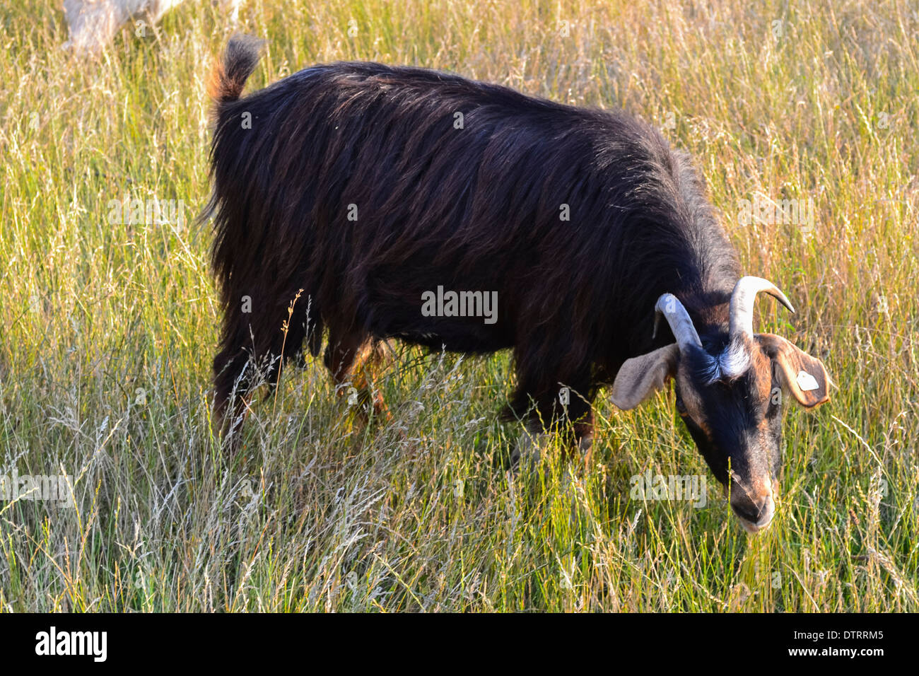 Domestic goat capra hircus male hi-res stock photography and images - Alamy