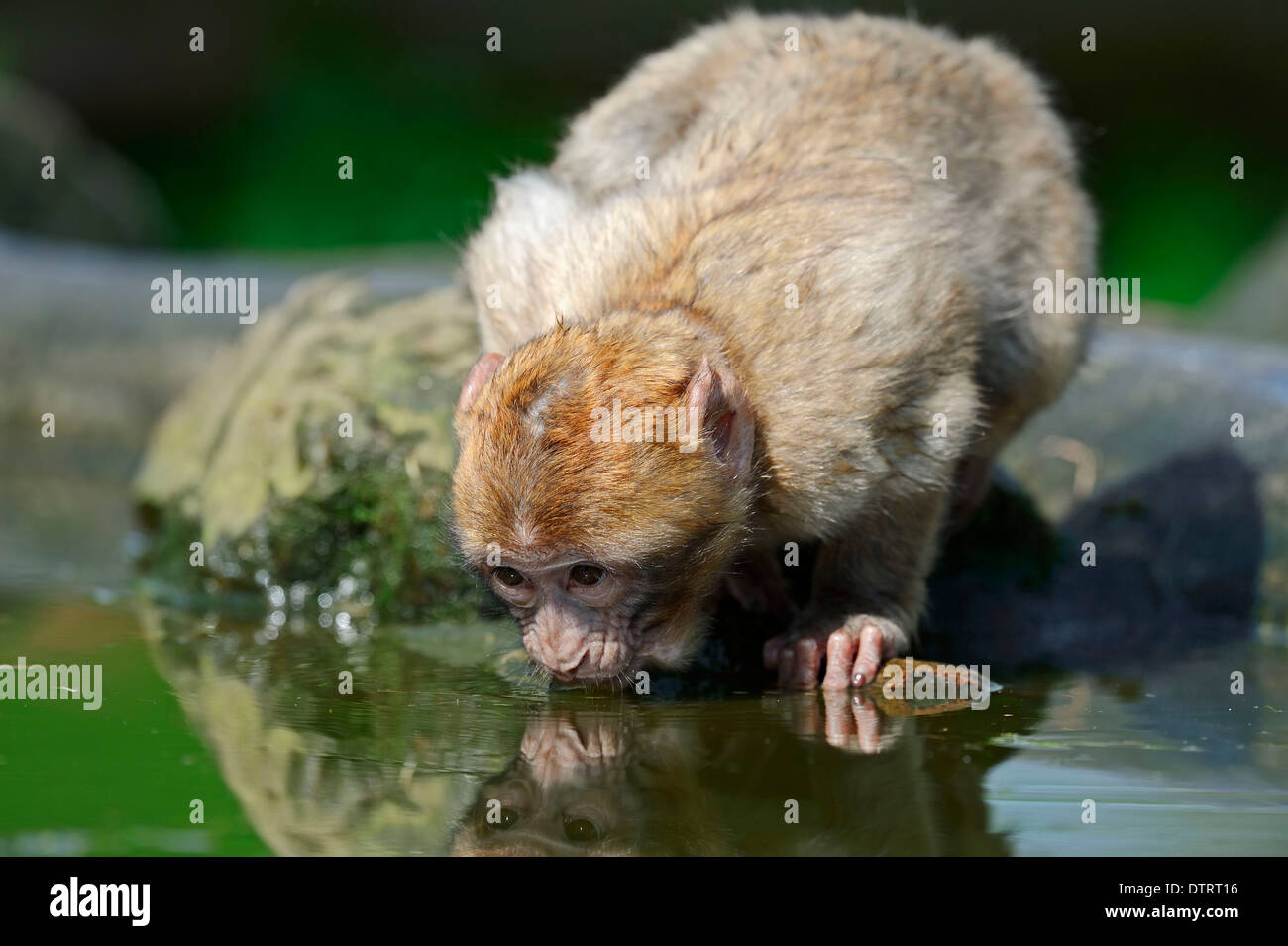 Young Barbary Monkey / (Macaca sylvanus, Macaca sylvana) / Barbary Ape ...