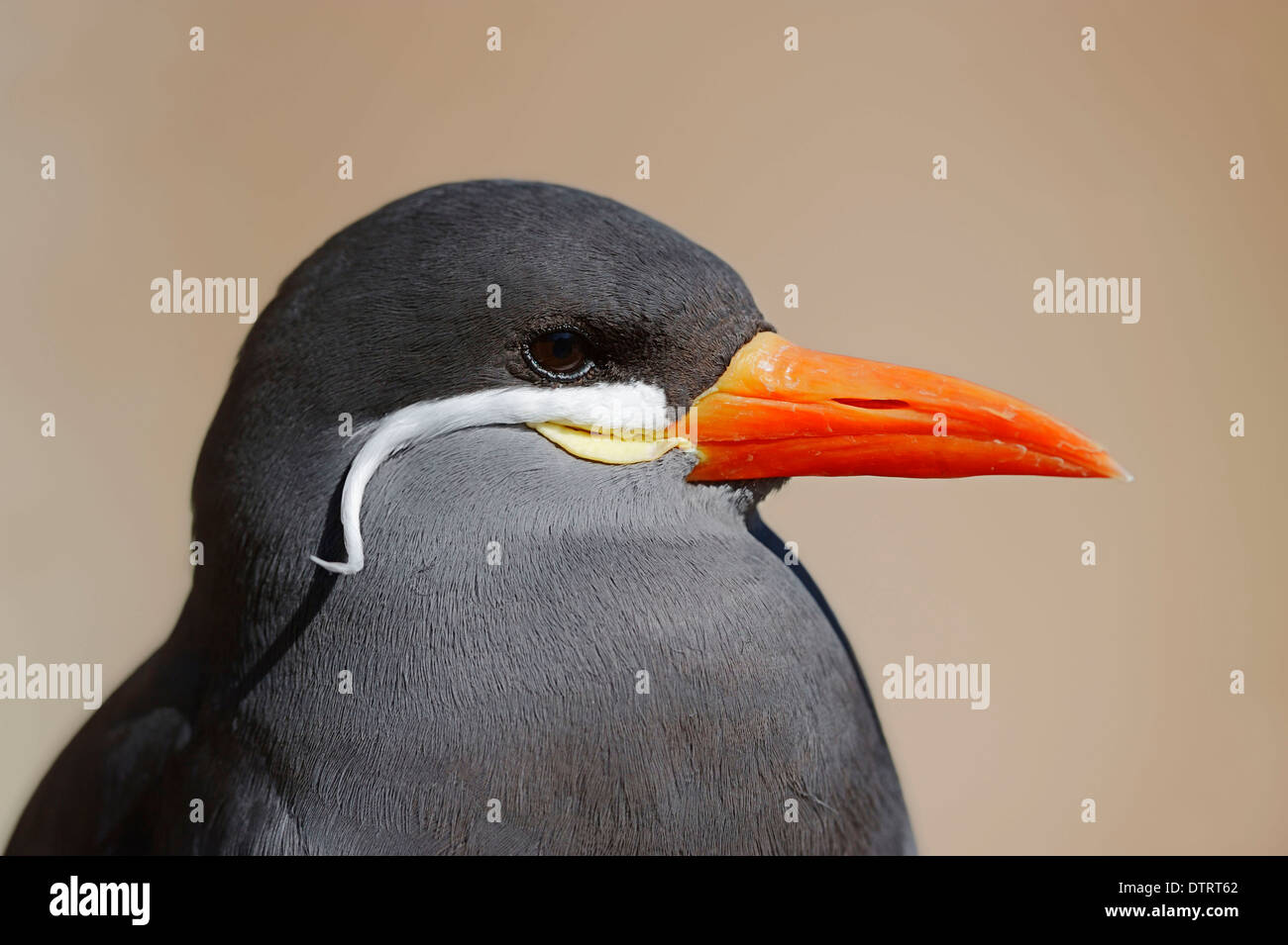 Inca Tern / (Larosterna inca Stock Photo - Alamy
