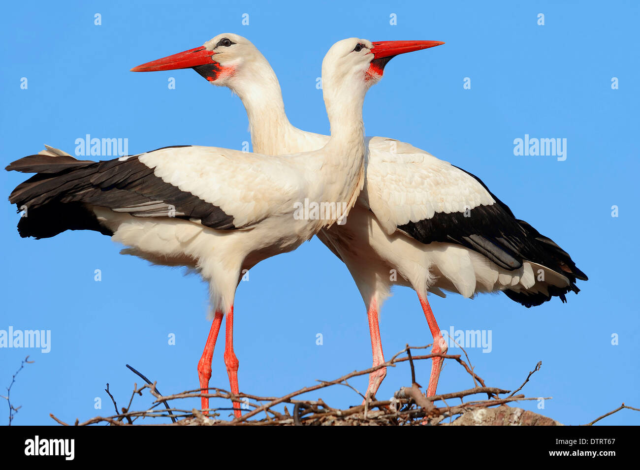 White Stork, pair at nest, North Rhine-Westphalia, Germany / (Ciconia ...